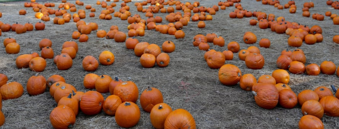 Apple Hill – Still Packed